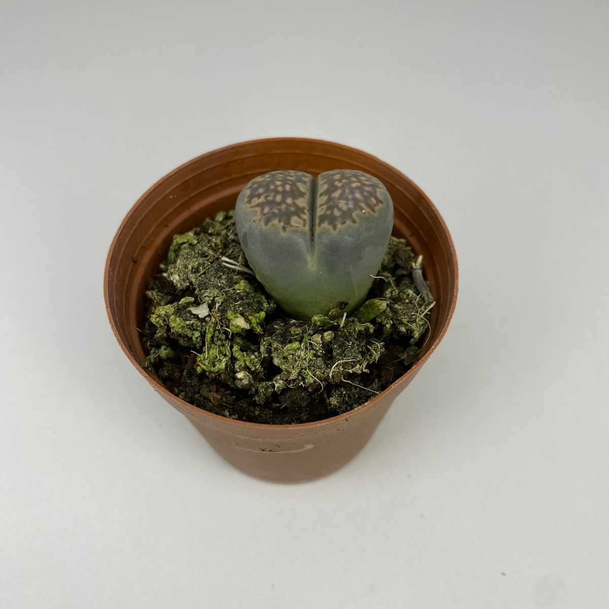 Ana Sayfa Lithops Marmorata