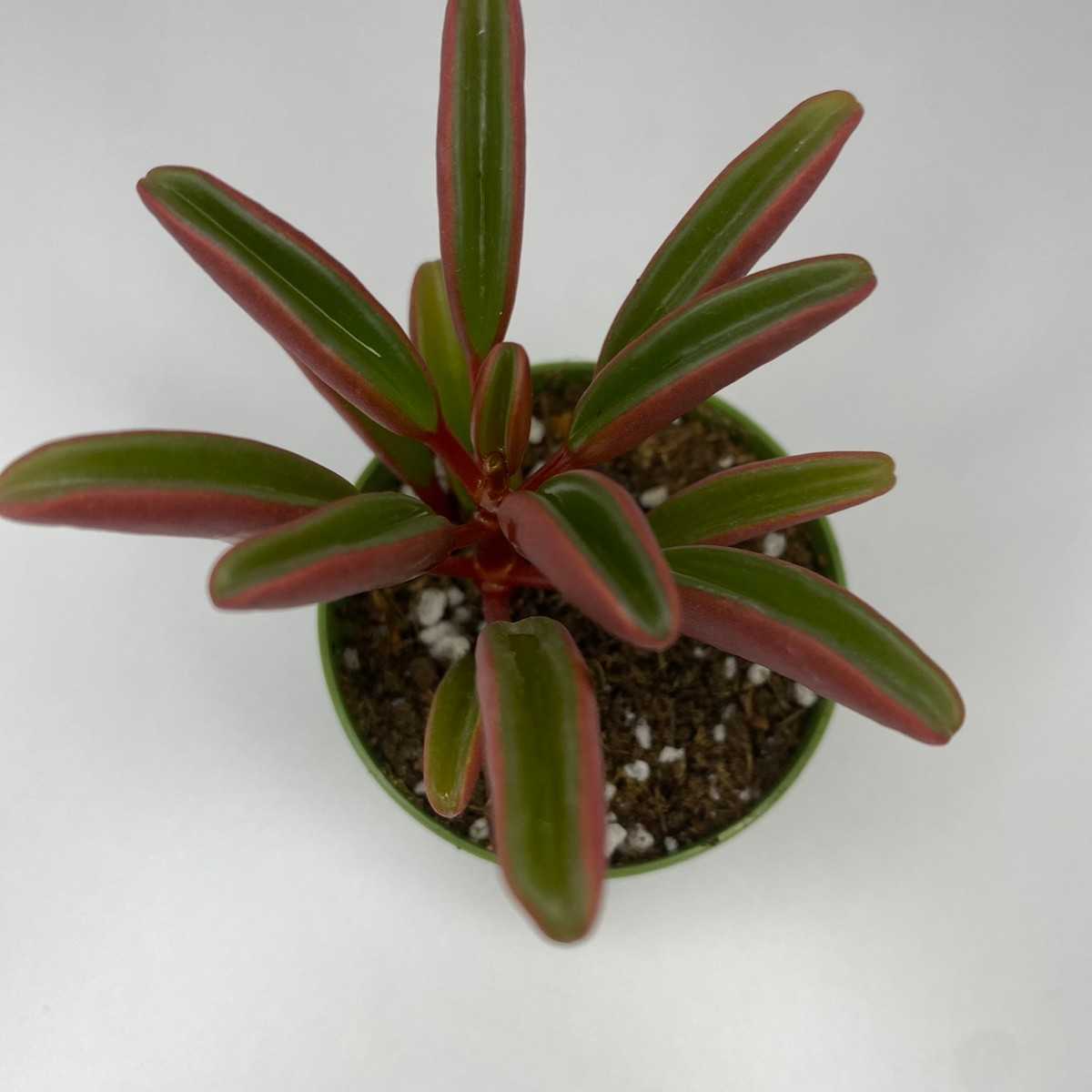 Ana Sayfa Küçük Sukulentler Peperomia Graveolens